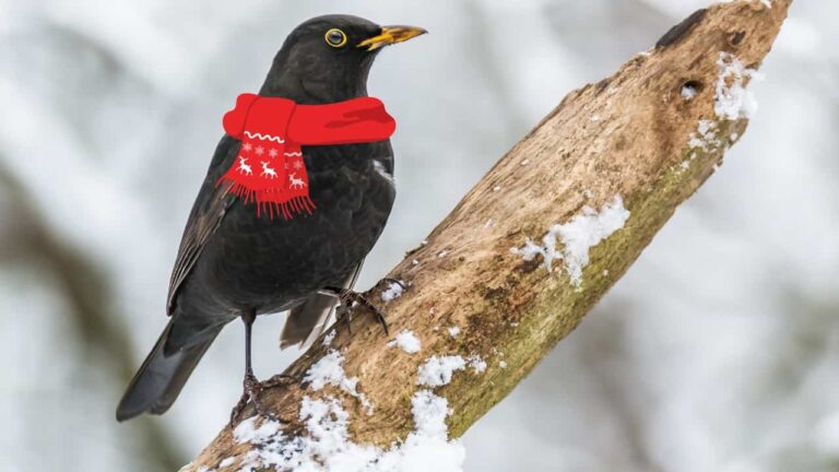 Giorni della Merla, alla scoperta di una tradizione antichissima