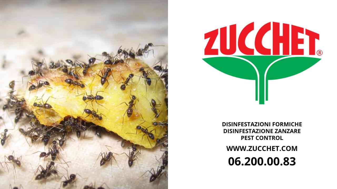 Disinfestazione formiche Roma - RomaIT
