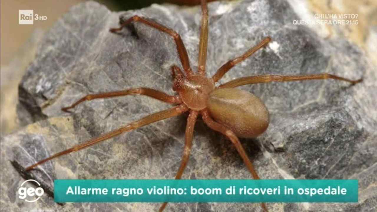 Il morso anche mortale del Ragno Violino, l'allarme: "Roma ne è piena ...